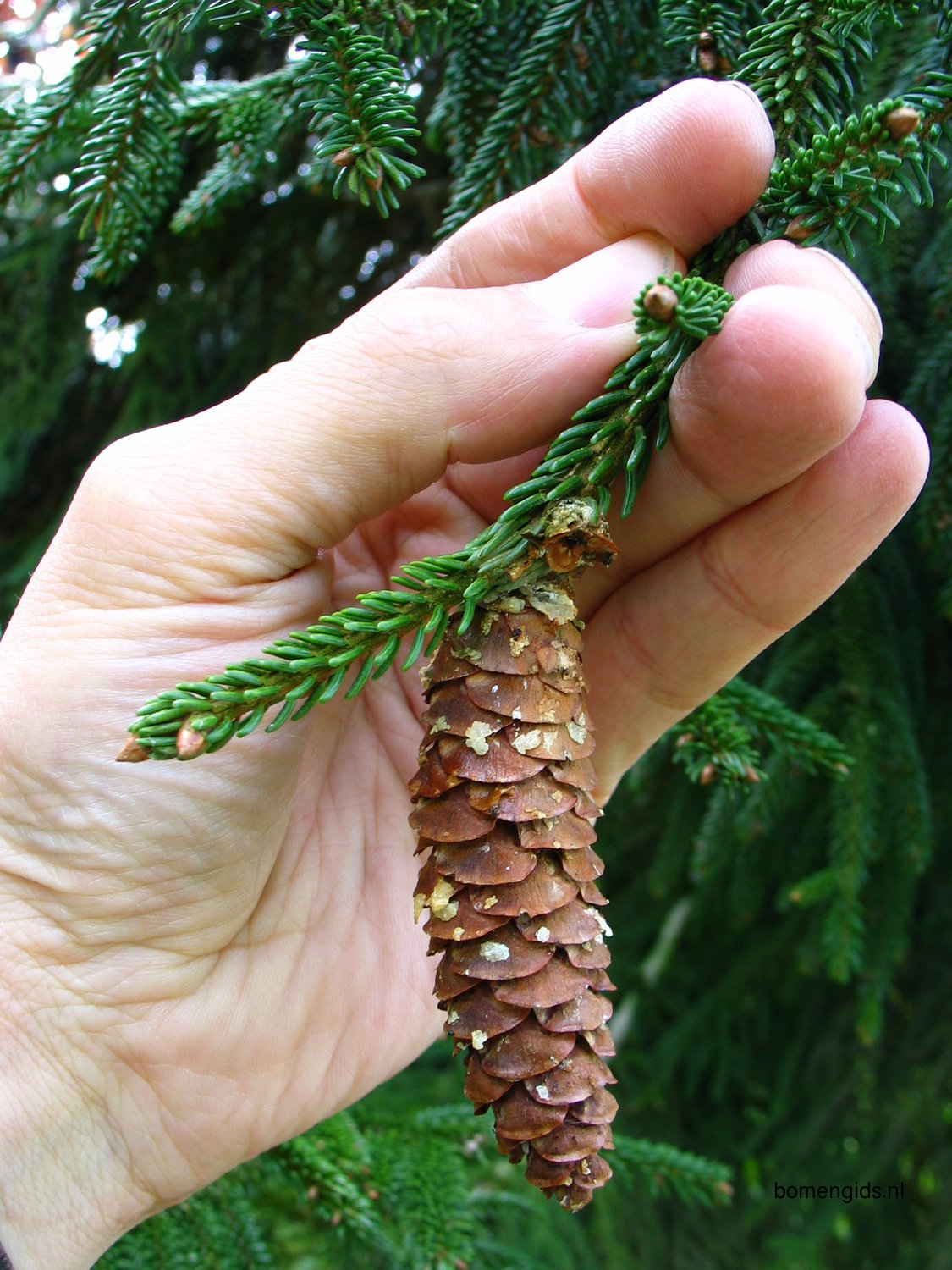 Boomsoorten die horen bij sparren