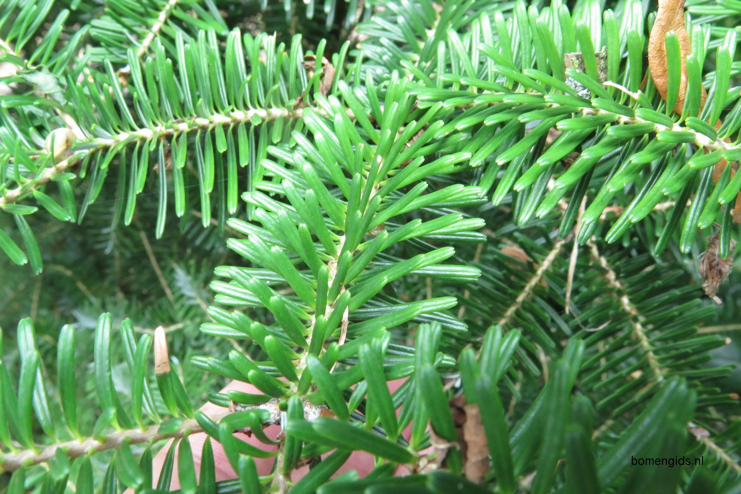 Herken de boomsoort NL: Koreaanse spar; Latin: Abies koreana; UK ...