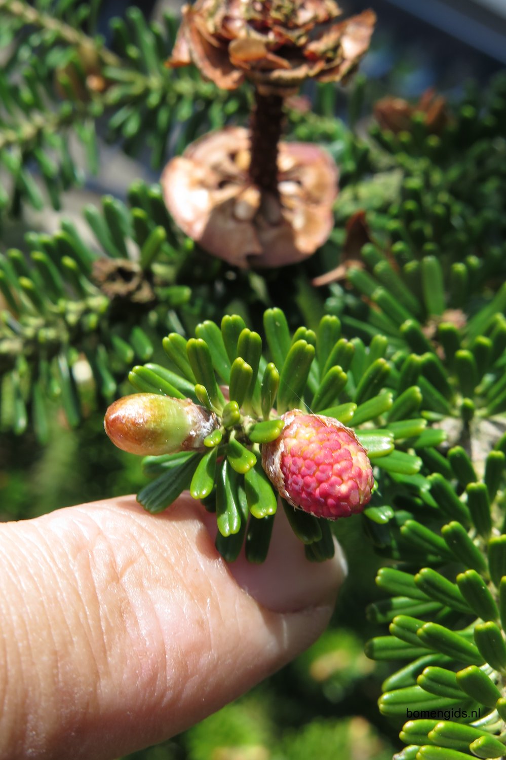 Boomsoorten die horen bij zilversparren