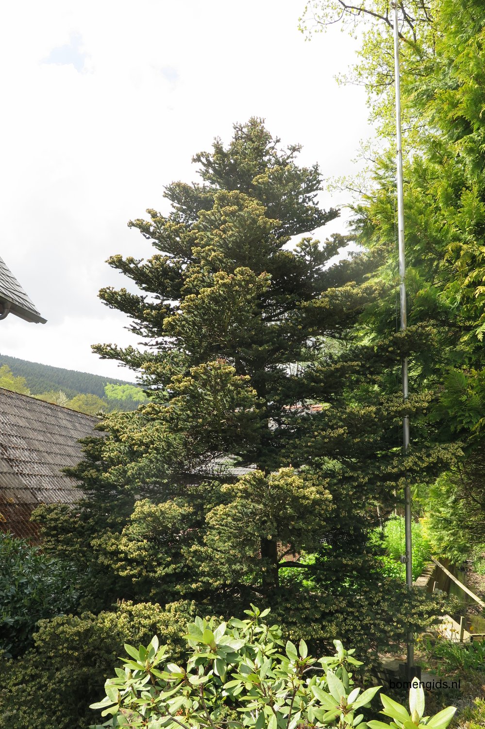 Boomsoorten die horen bij zilversparren