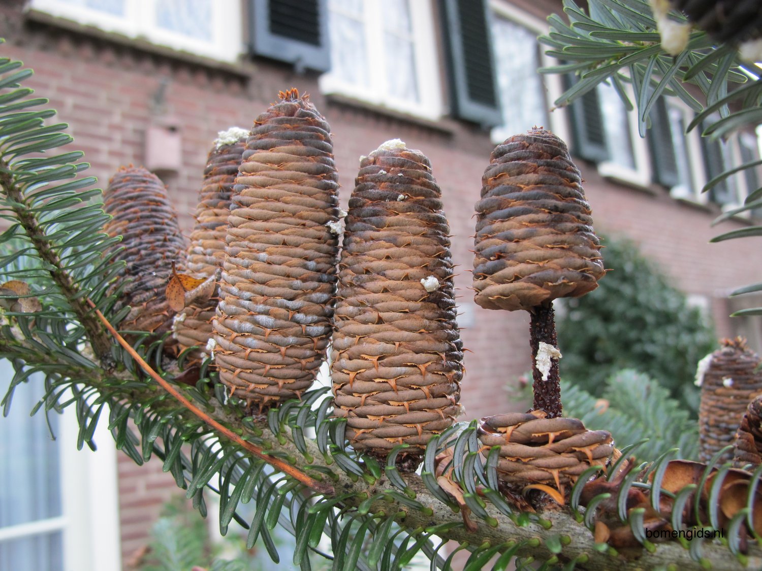 Boomsoorten die horen bij zilversparren