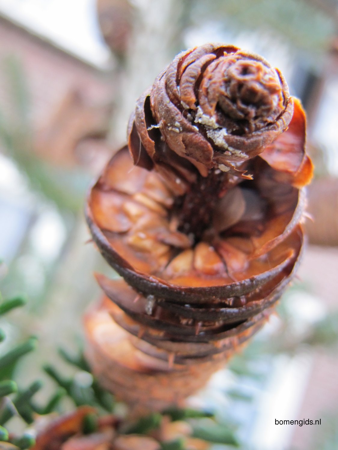 Herken de boomsoort NL: Koreaanse spar; Latin: Abies koreana; UK ...