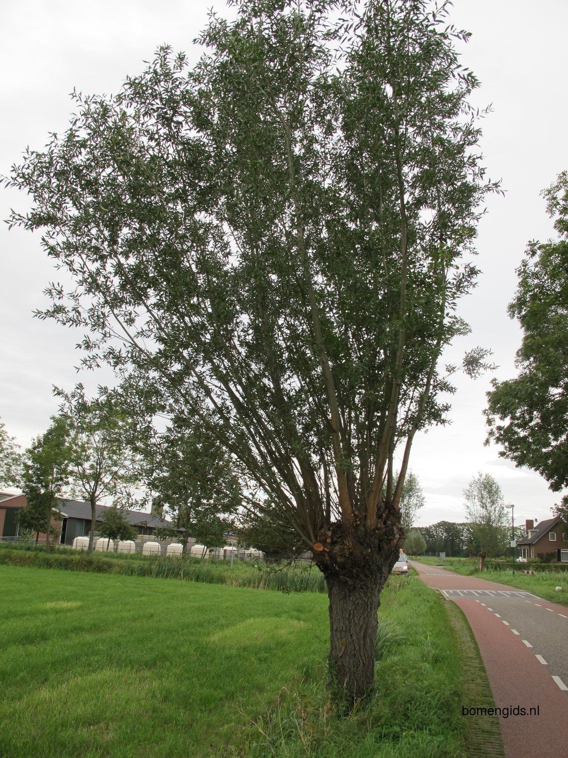Herken de boomsoort NL: Kraakwilg; Latin: Salix fragilis; UK: Crack ...