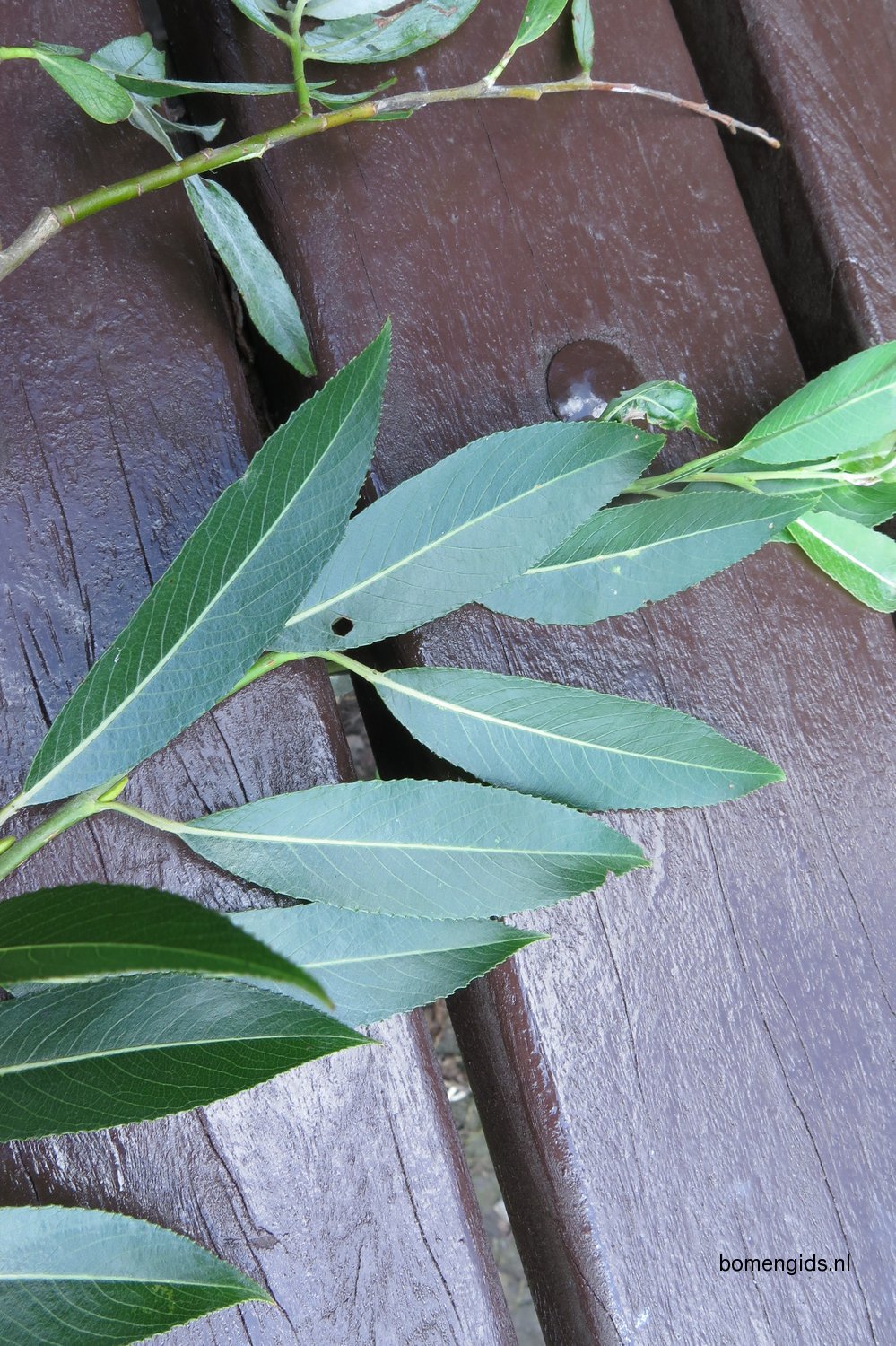 Herken de boomsoort NL: Kraakwilg; Latin: Salix fragilis; UK: Crack ...