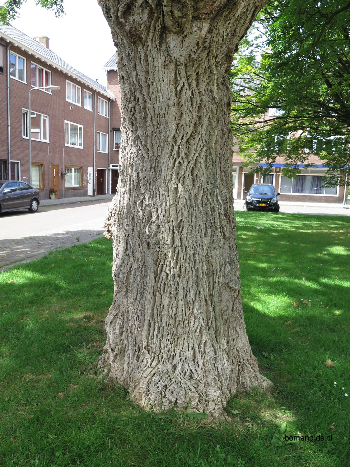 Herken de boomsoort NL: Kurkboom; Latin: Phellodendron amurense; UK ...