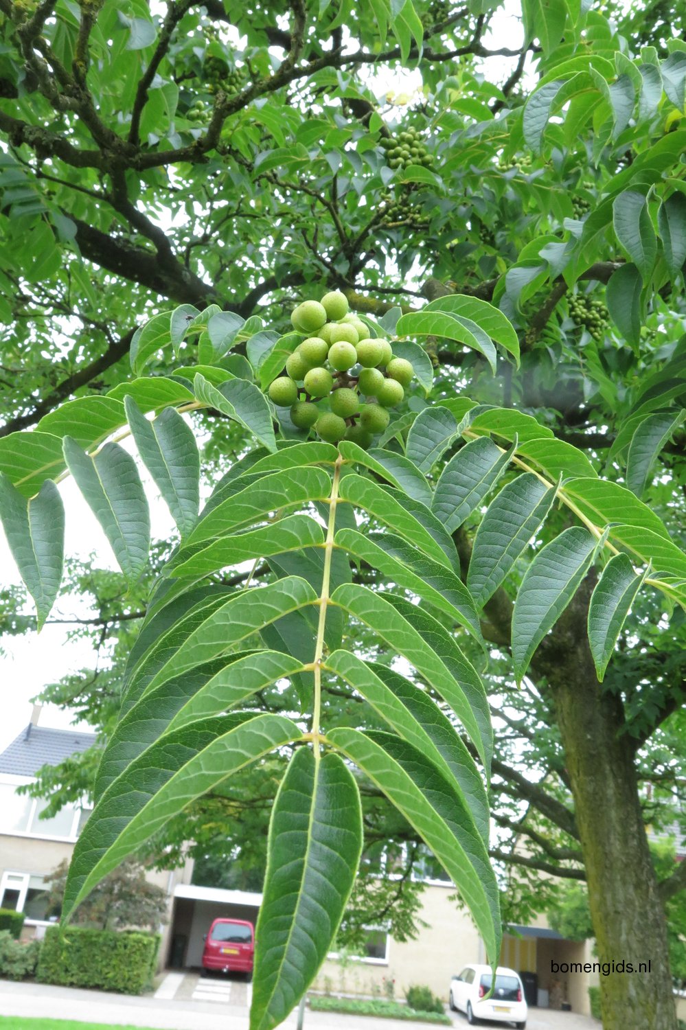 Herken de boomsoort NL: Kurkboom; Latin: Phellodendron amurense; UK ...