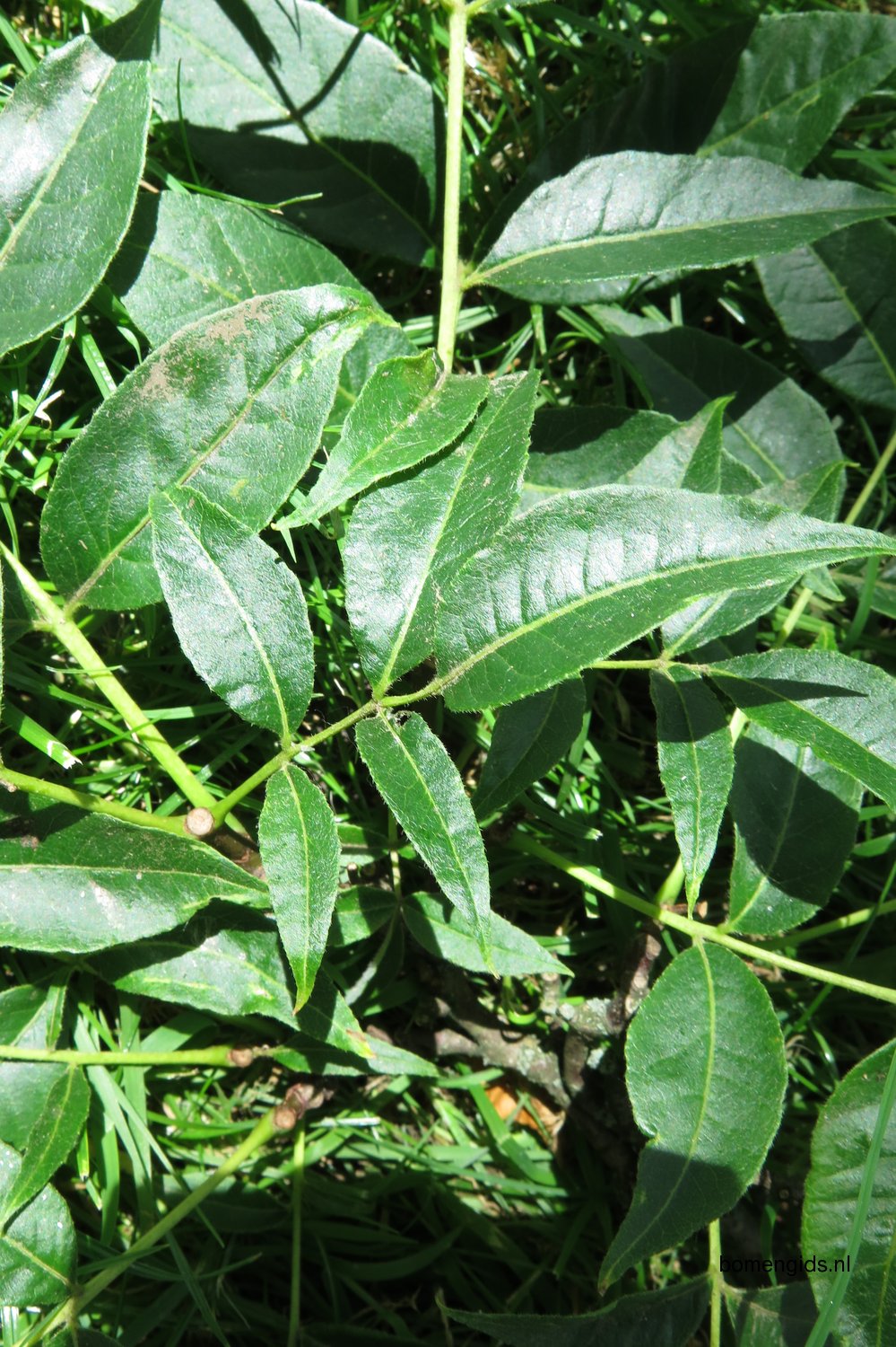 Herken de boomsoort NL: Kurkboom; Latin: Phellodendron amurense; UK ...
