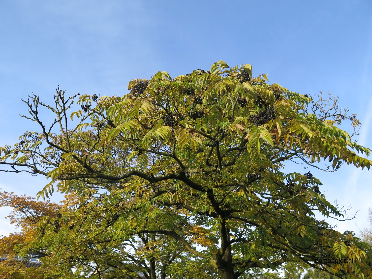 Herken de boomsoort NL: Kurkboom; Latin: Phellodendron amurense; UK ...