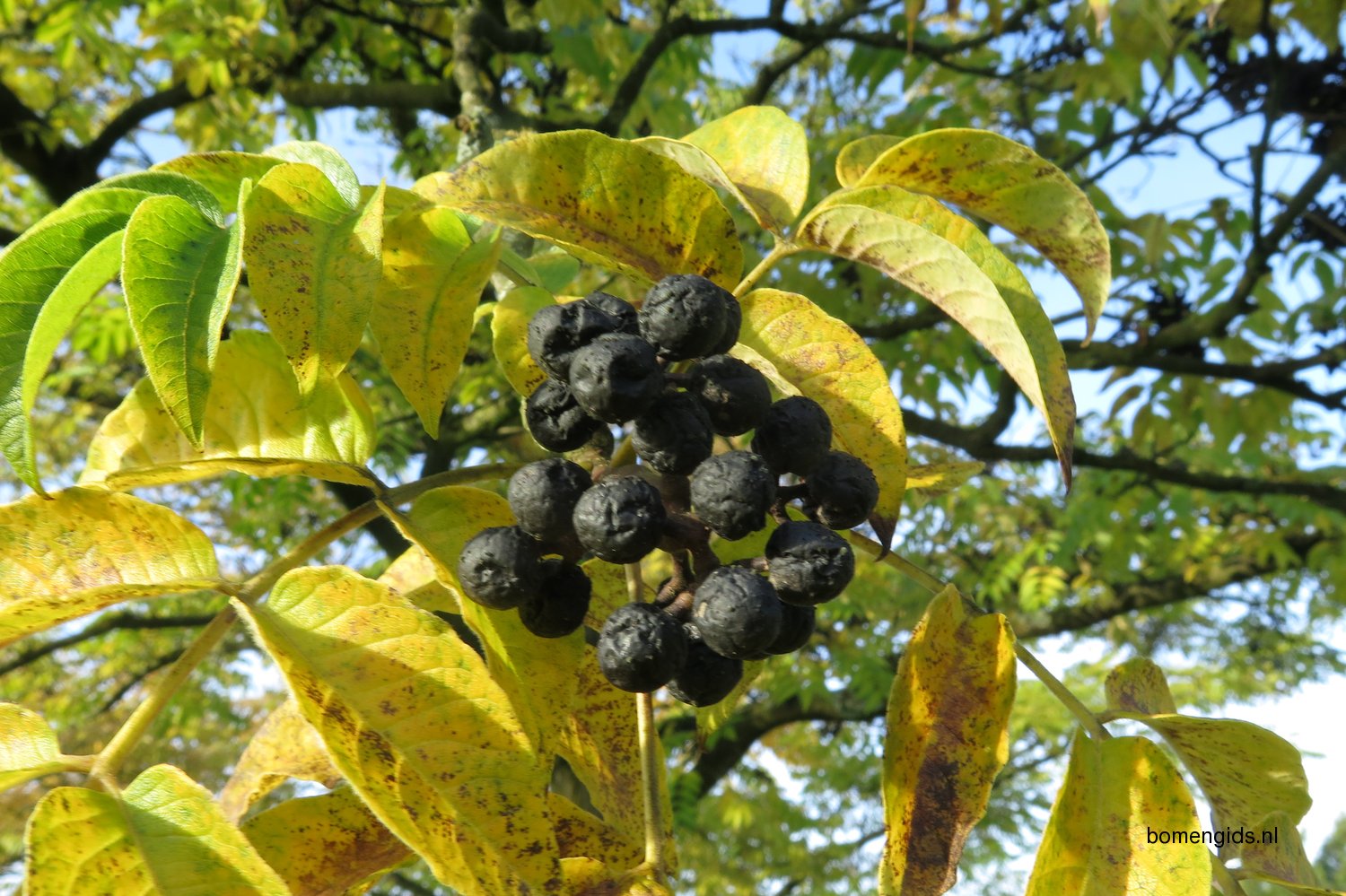 Herken de boomsoort NL: Kurkboom; Latin: Phellodendron amurense; UK ...
