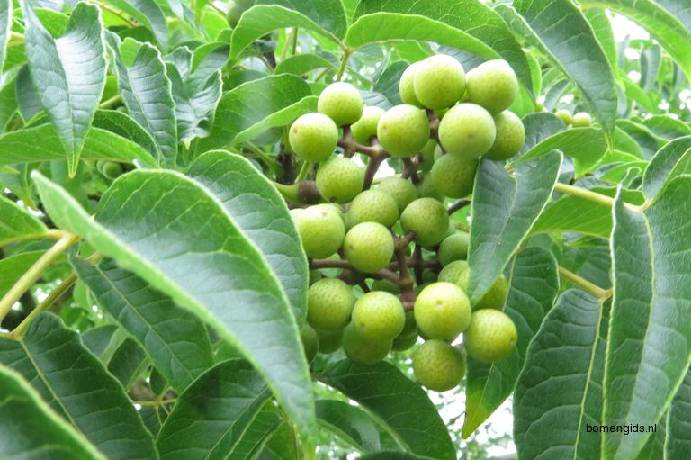 Herken de boomsoort NL: Kurkboom; Latin: Phellodendron amurense; UK ...