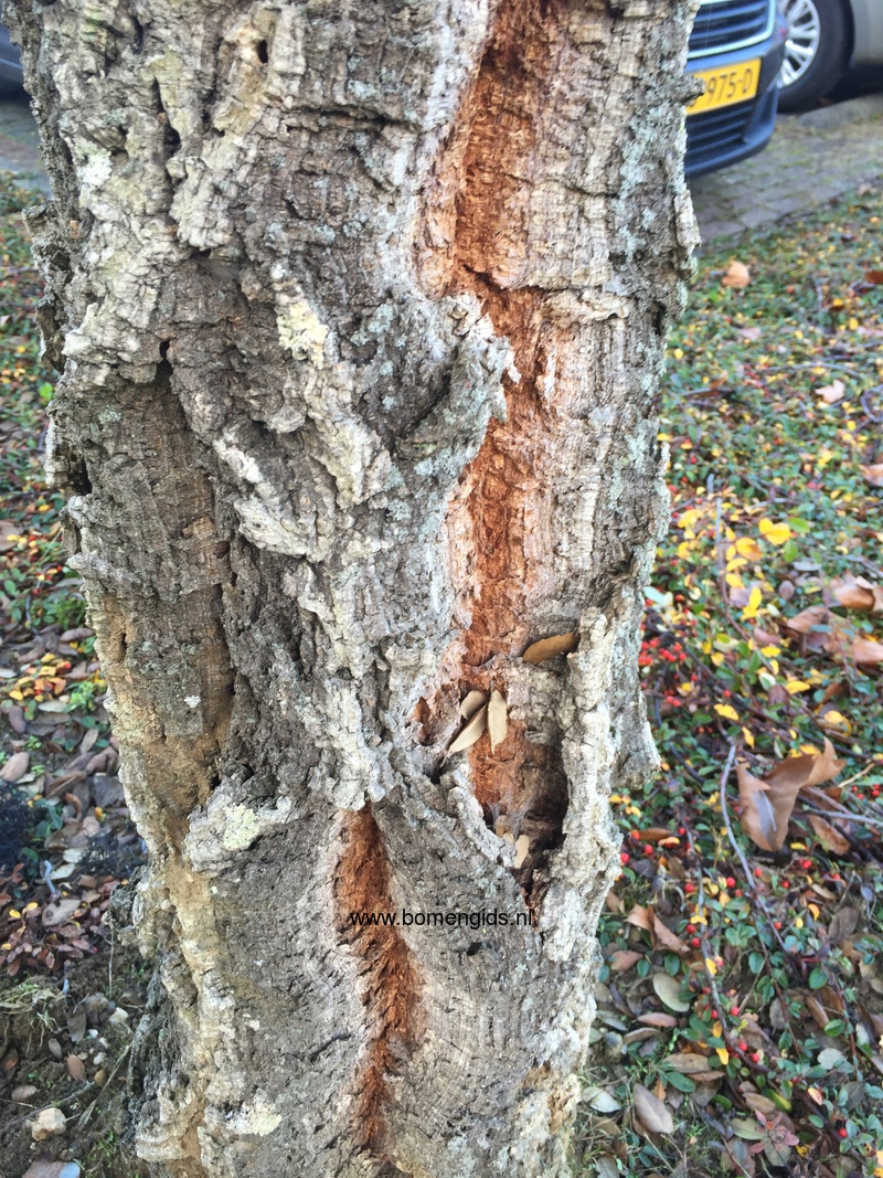 Herken de boomsoort NL: Kurkeik; Latin: Quercus suber; UK: Cork oak; GE ...