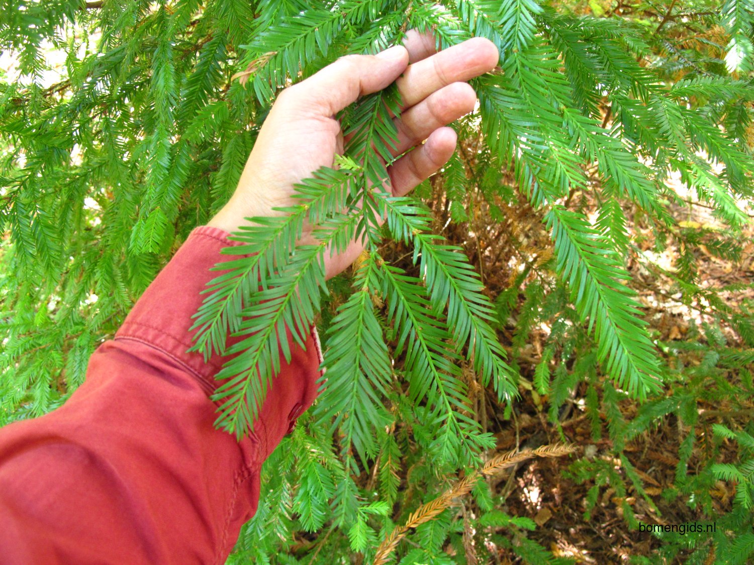 Boomsoorten die horen bij sequoias