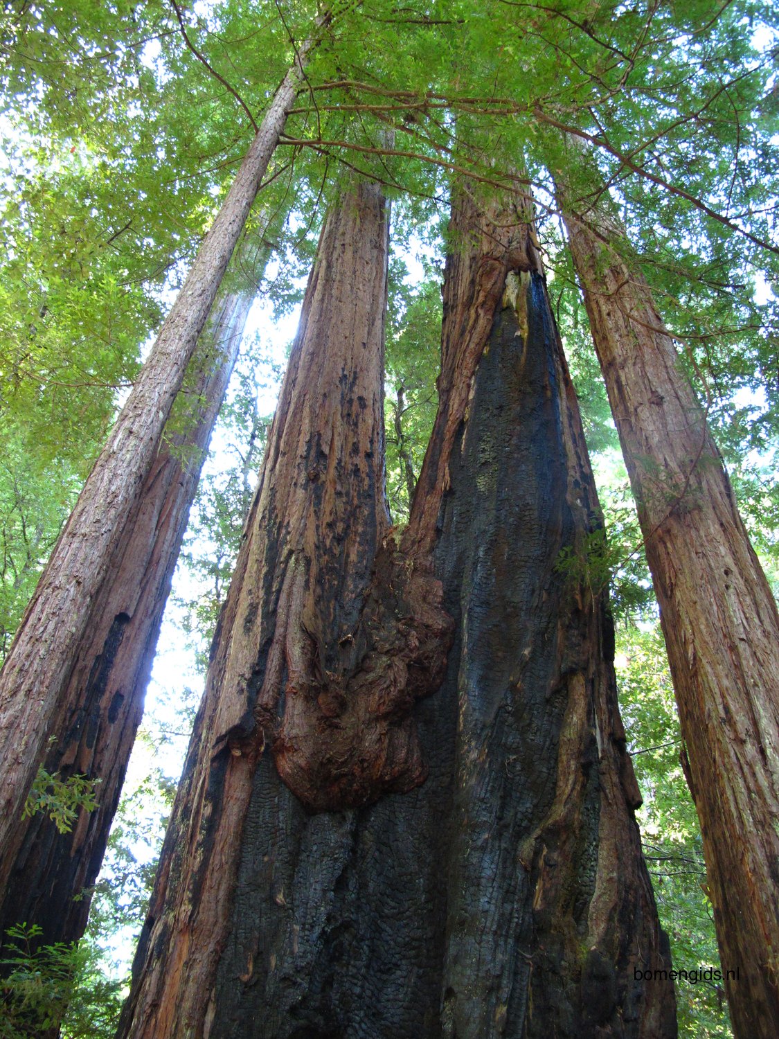 Herken de boomsoort NL: Kustsequoia; Latin: Sequoia sempervirens; UK ...