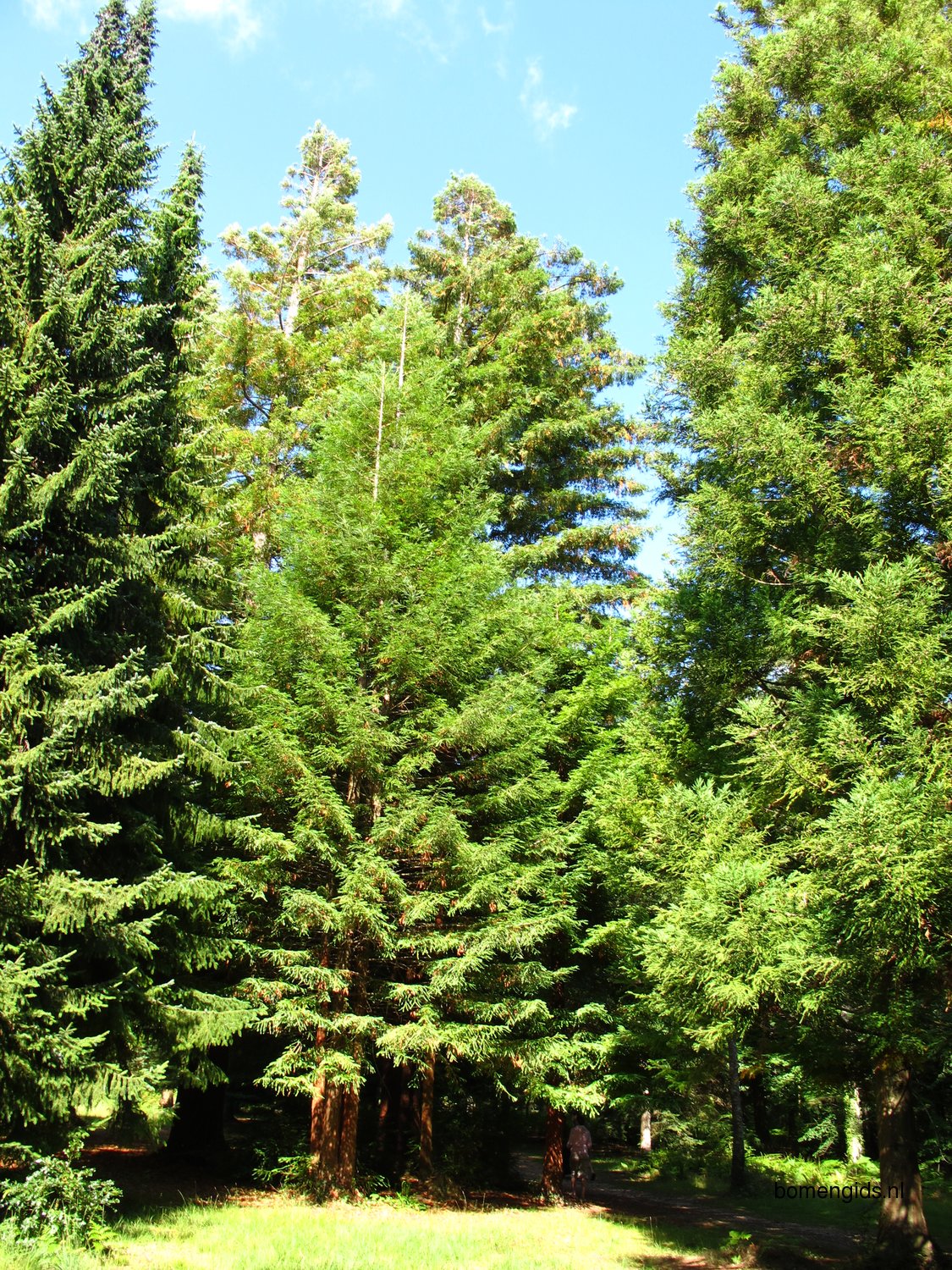 Herken de boomsoort NL: Kustsequoia; Latin: Sequoia sempervirens; UK ...