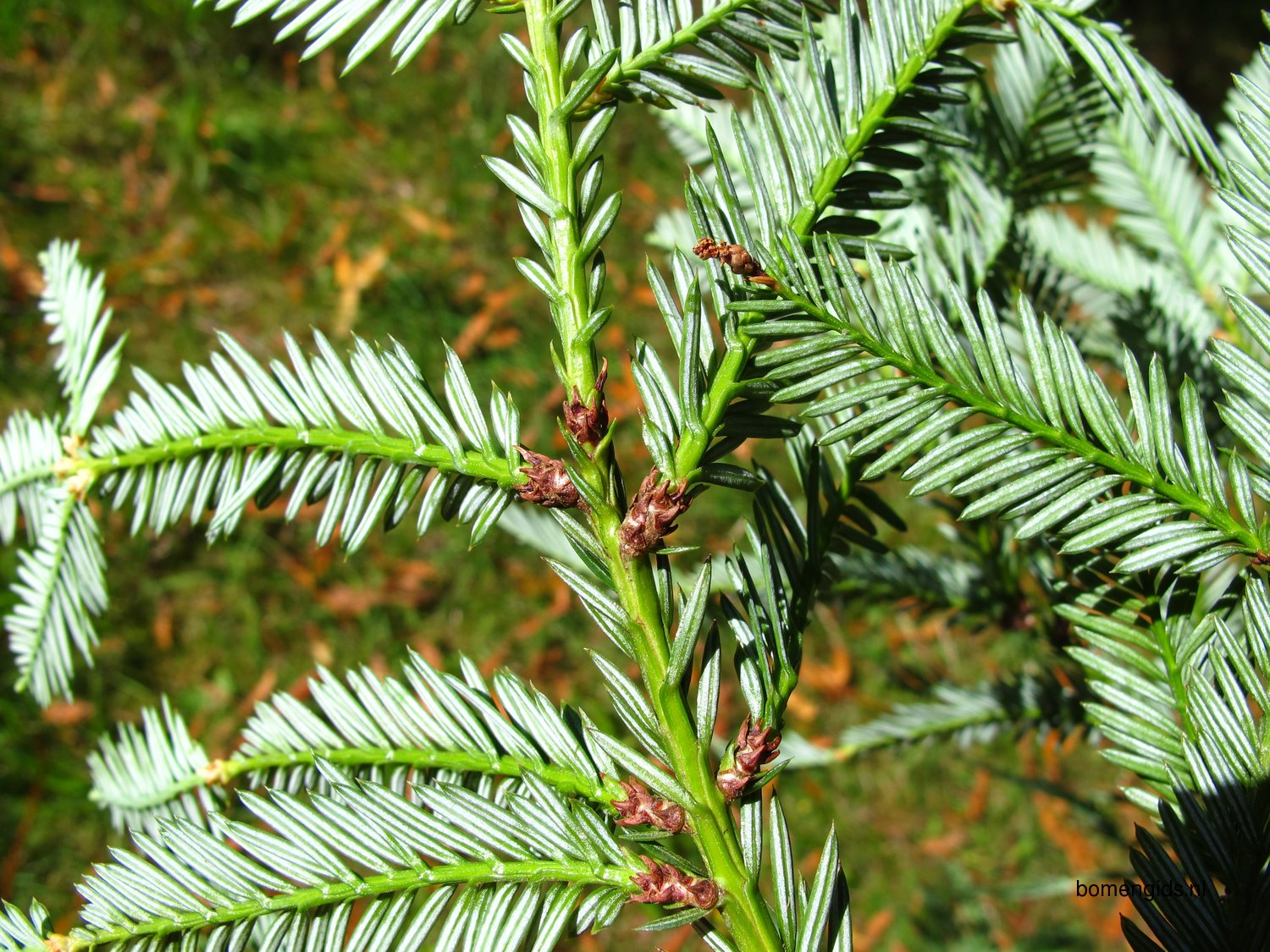 Herken de boomsoort NL: Kustsequoia; Latin: Sequoia sempervirens; UK ...