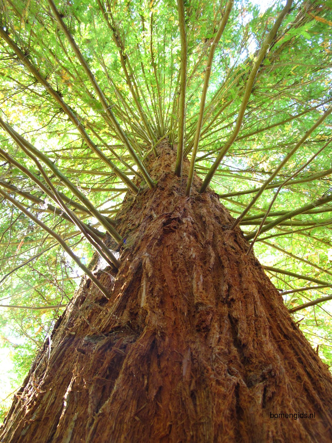 Herken de boomsoort NL: Kustsequoia; Latin: Sequoia sempervirens; UK ...