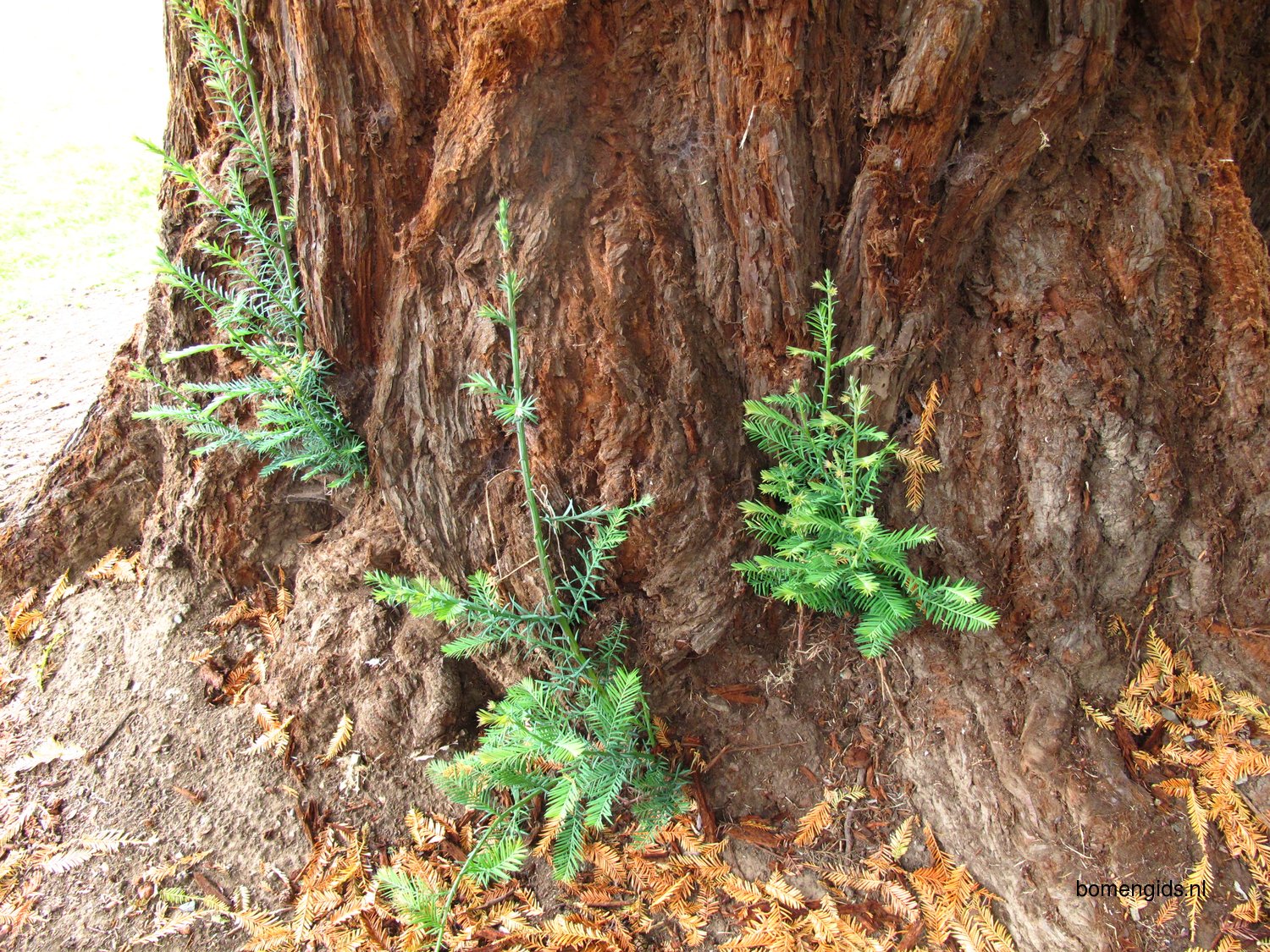 Boomsoorten die horen bij sequoias
