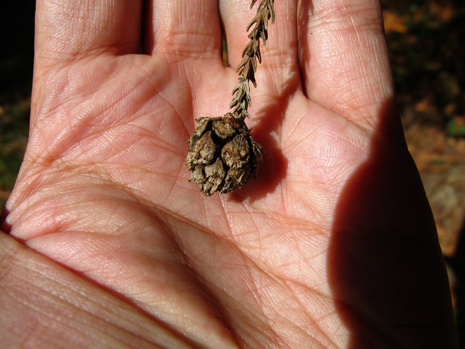 Boomsoorten die horen bij sequoias