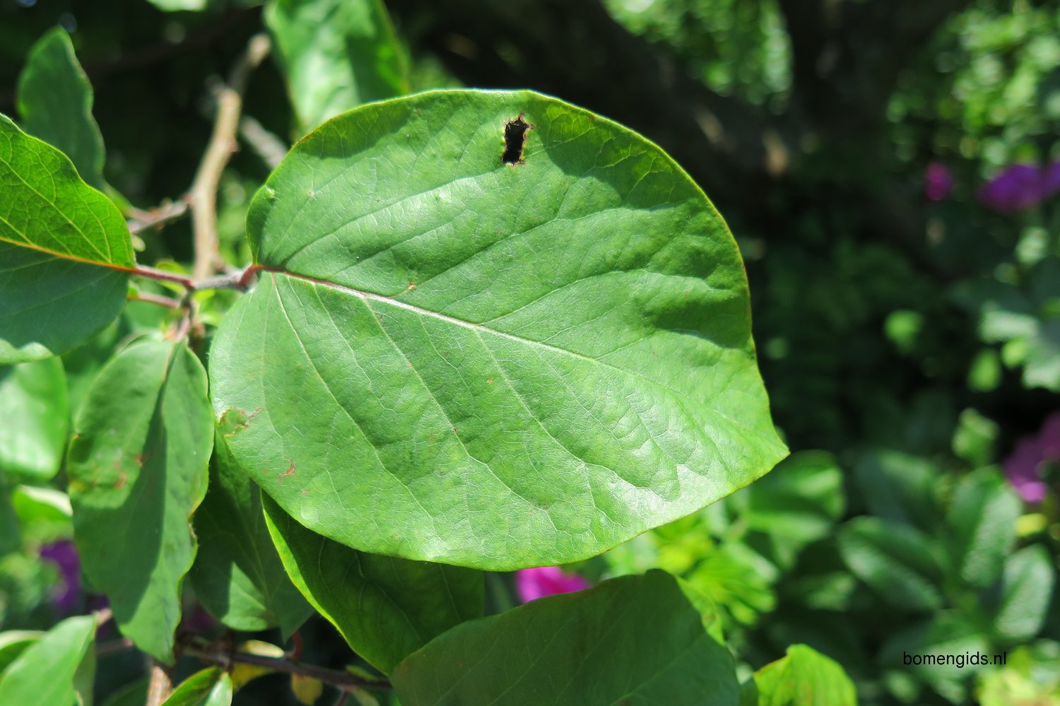 Herken de boomsoort NL: Kwee; Latin: Cydonia oblonga; UK: Quince; GE ...
