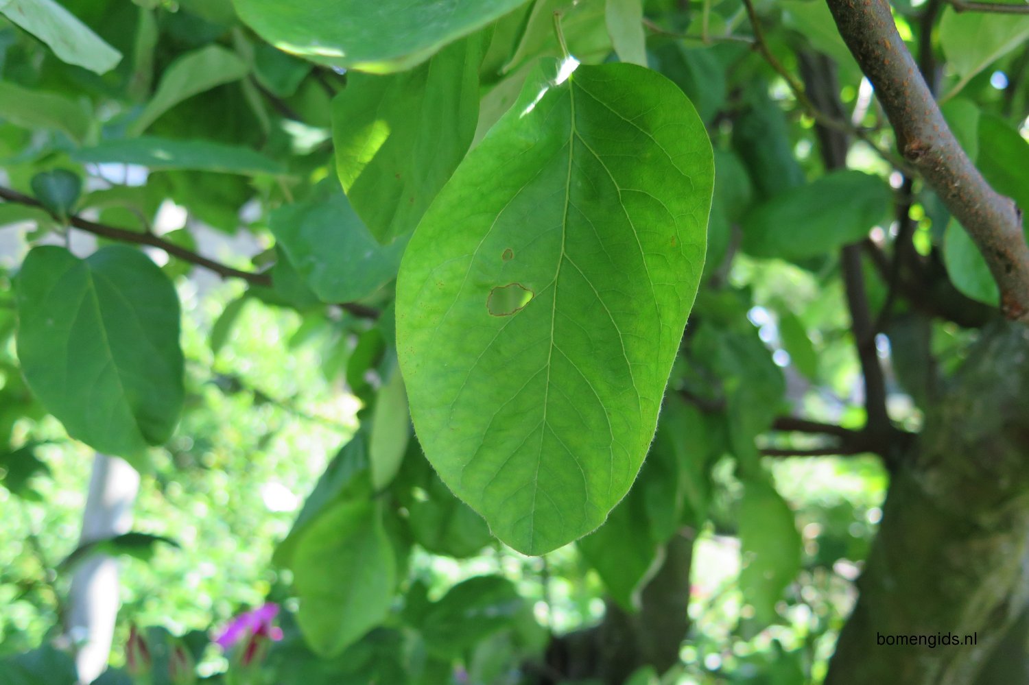 Herken de boomsoort NL: Kwee; Latin: Cydonia oblonga; UK: Quince; GE ...