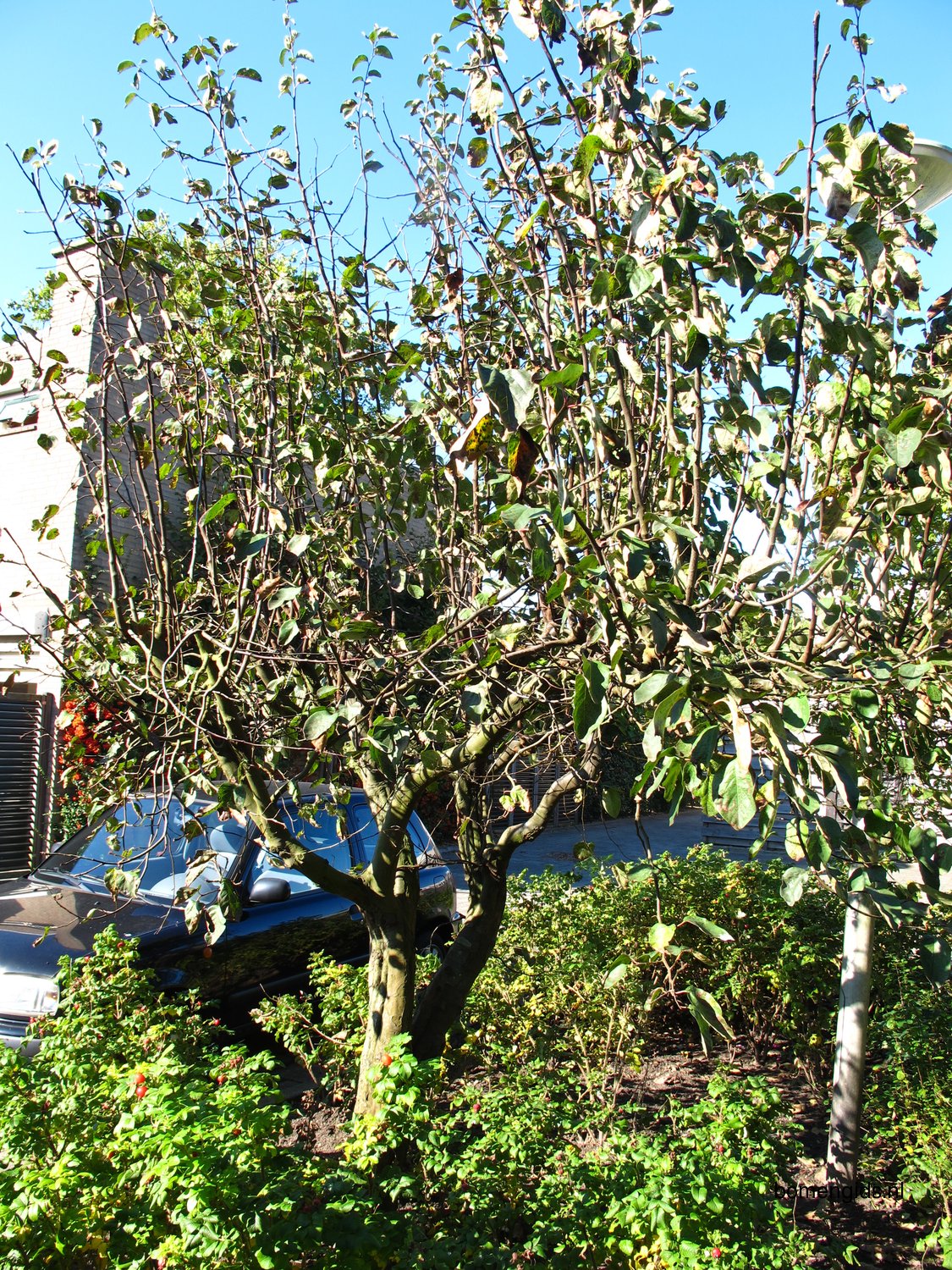 Herken de boomsoort NL: Kwee; Latin: Cydonia oblonga; UK: Quince; GE ...