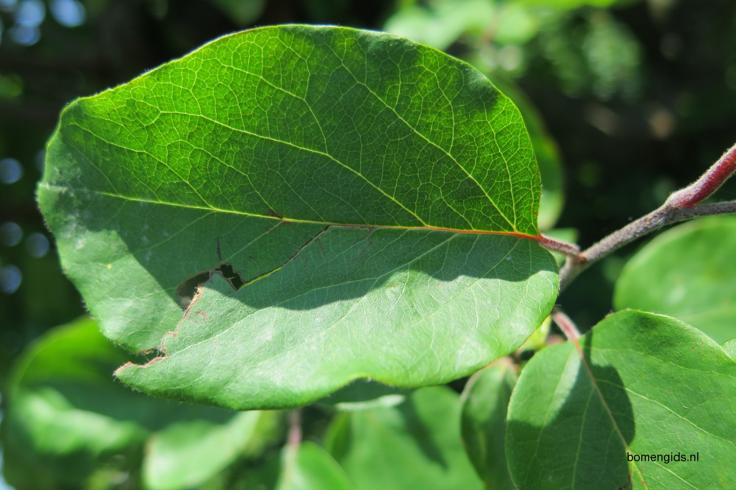 Herken de boomsoort NL: Kwee; Latin: Cydonia oblonga; UK: Quince; GE ...