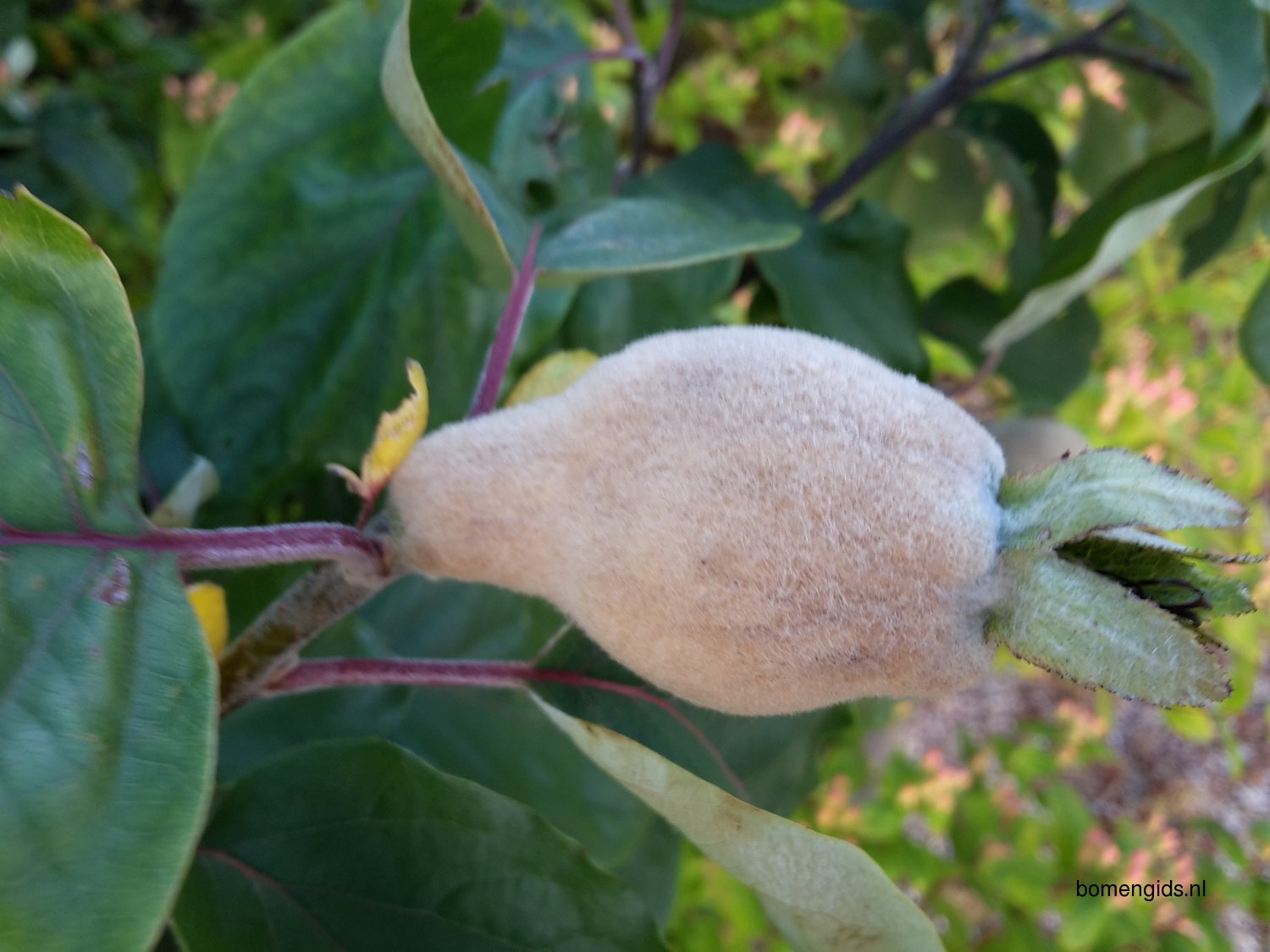 Herken de boomsoort NL: Kwee; Latin: Cydonia oblonga; UK: Quince; GE ...