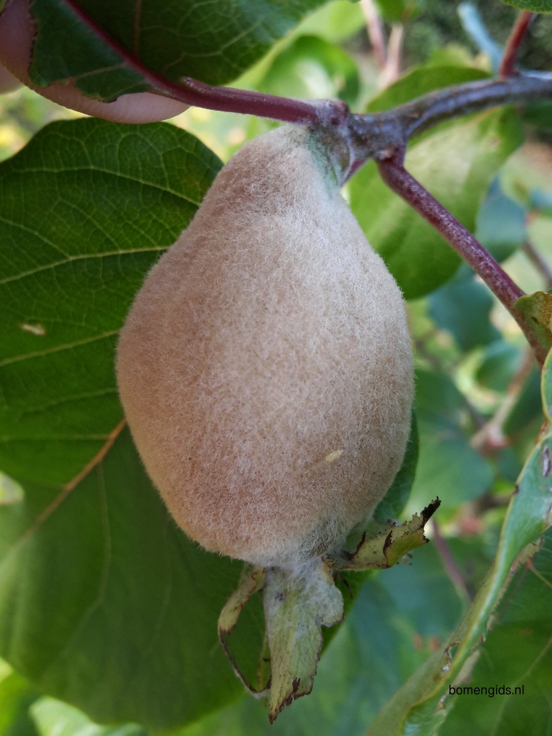 Herken de boomsoort NL: Kwee; Latin: Cydonia oblonga; UK: Quince; GE ...