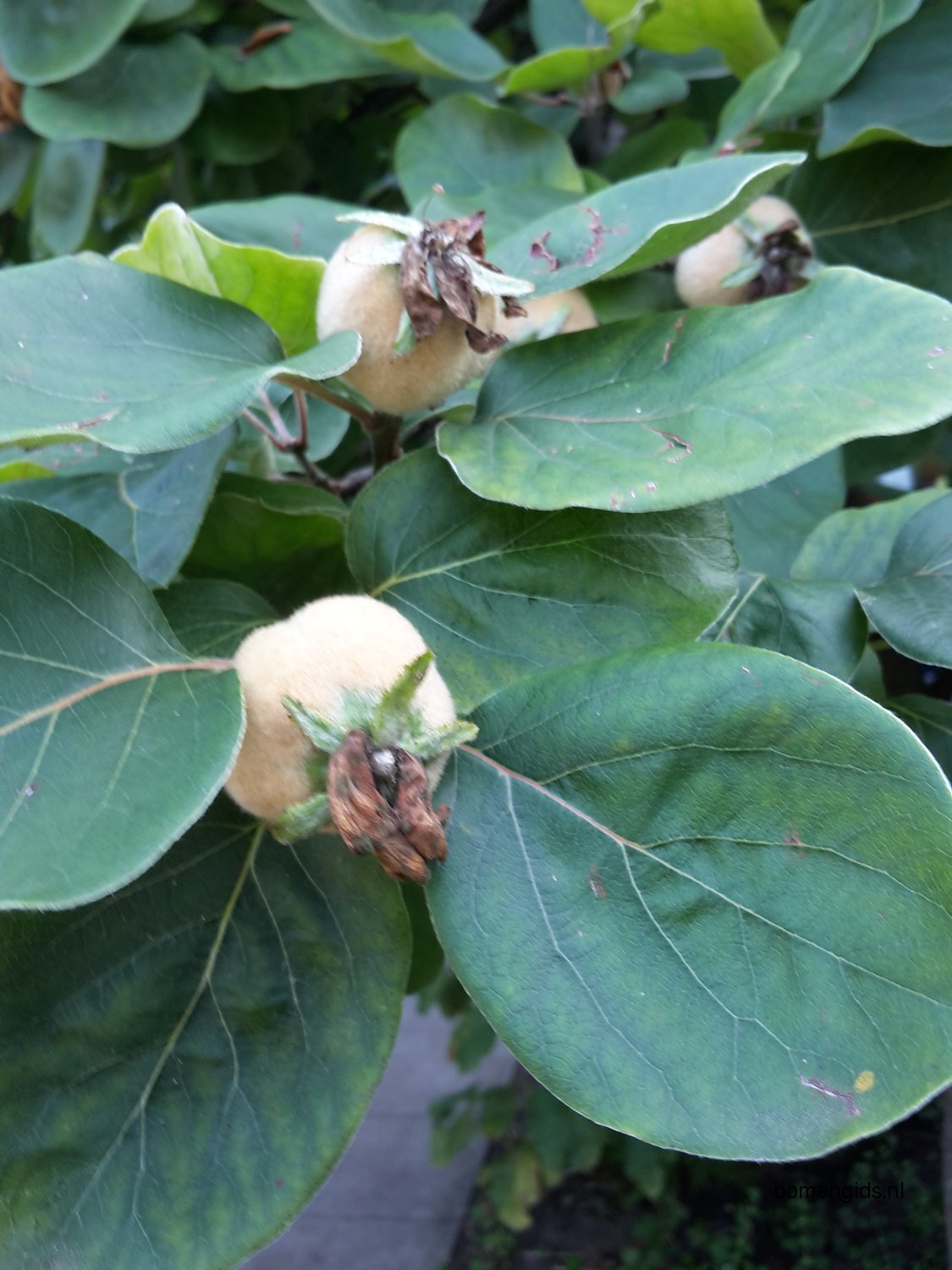 Herken de boomsoort NL: Kwee; Latin: Cydonia oblonga; UK: Quince; GE ...