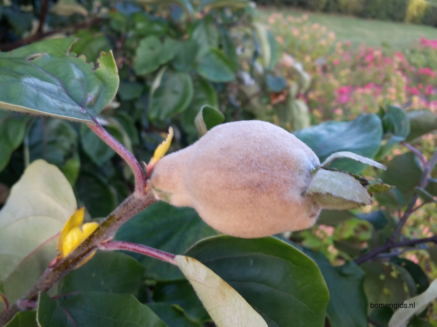 Herken de boomsoort NL: Kwee; Latin: Cydonia oblonga; UK: Quince; GE ...