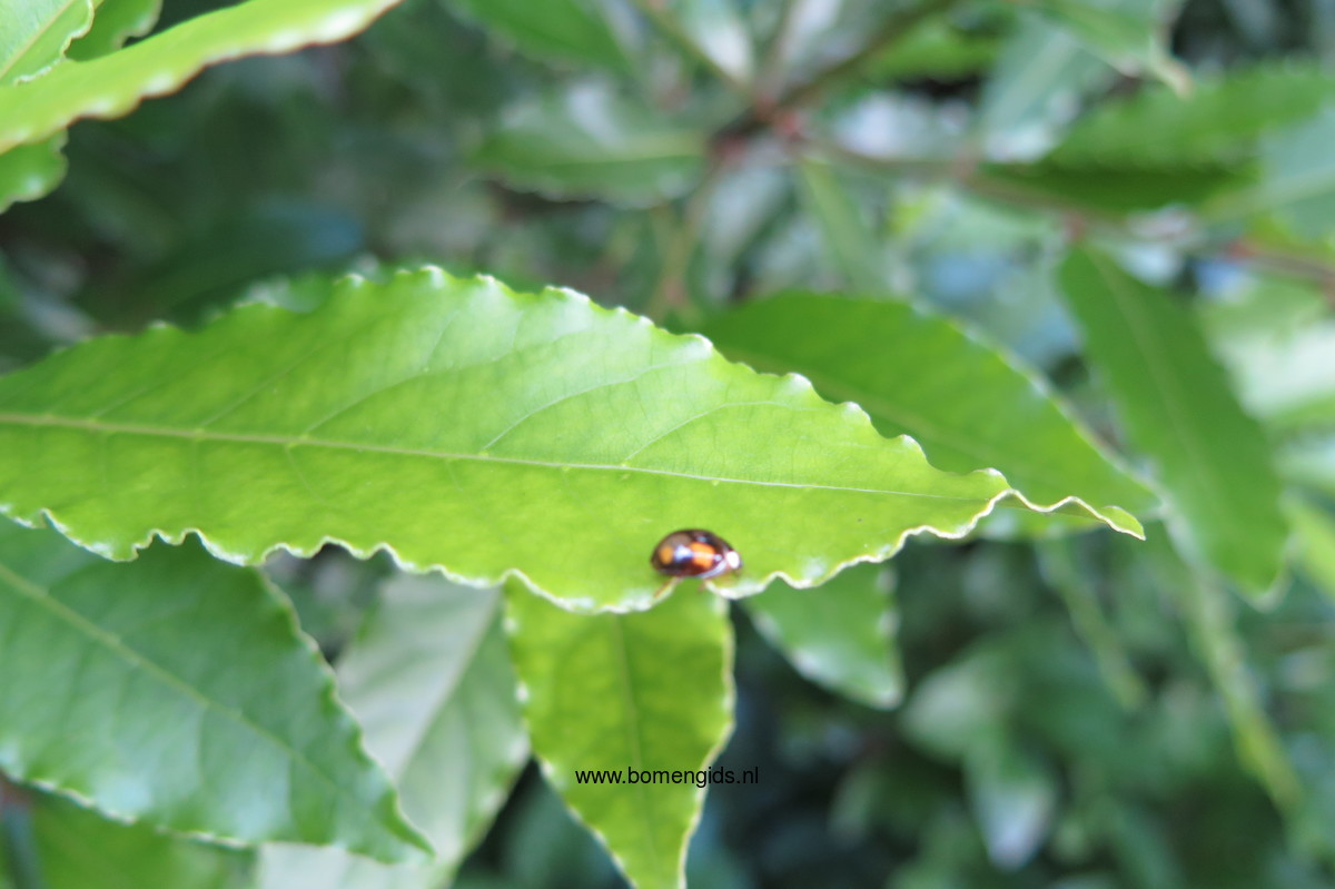 Herken de boomsoort NL: Laurier; Latin: Laurus nobilis; UK: Bay laurel ...