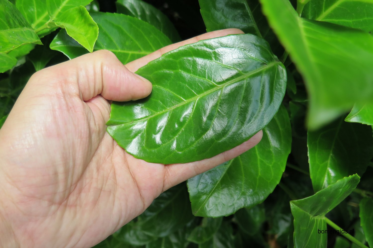 Herken de boomsoort NL: Laurierkers; Latin: Prunus laurocerasus; UK ...