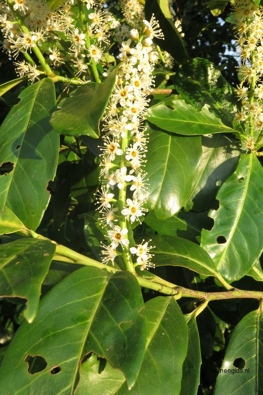Herken de boomsoort NL: Laurierkers; Latin: Prunus laurocerasus; UK ...