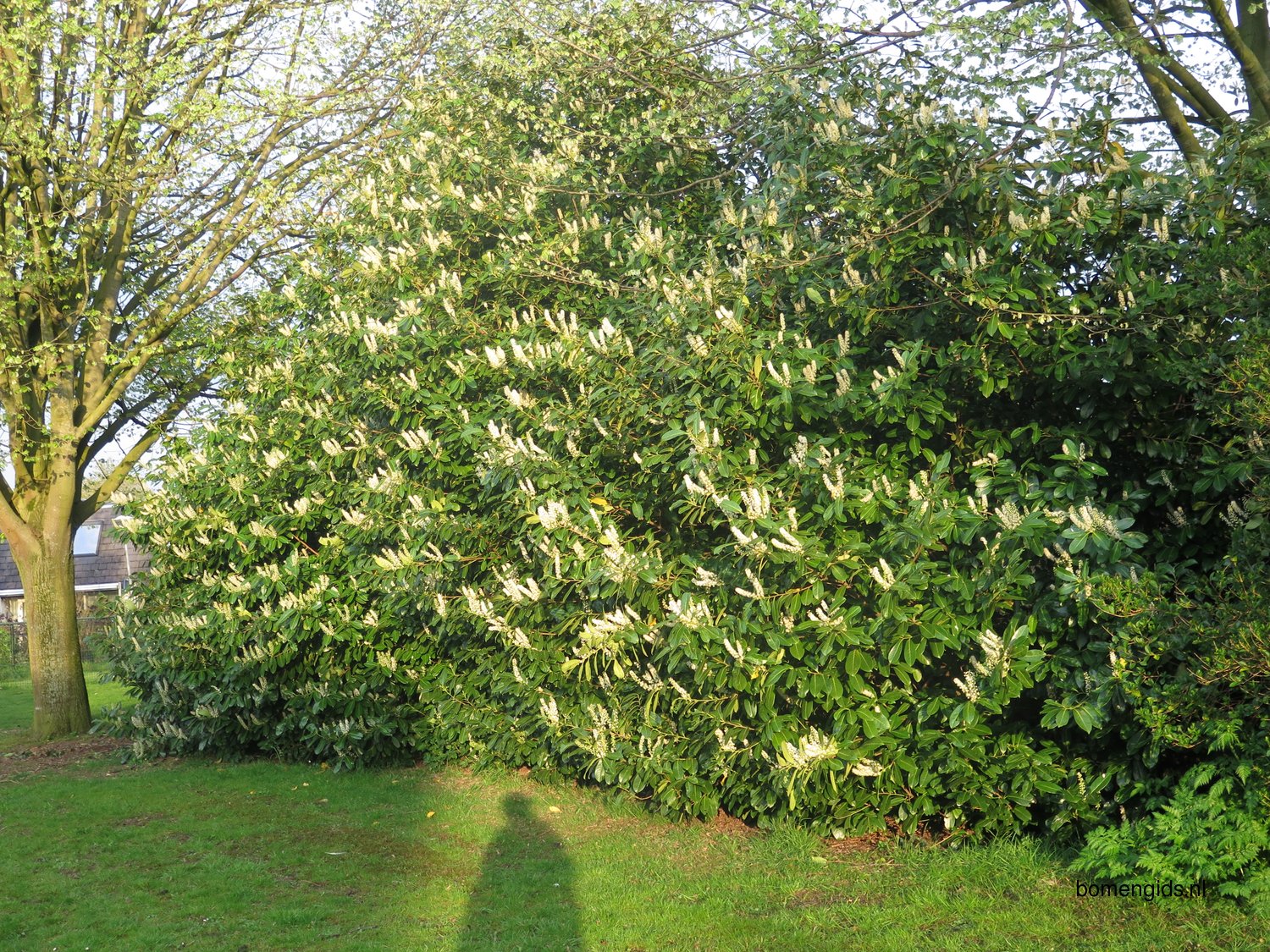 Herken de boomsoort NL: Laurierkers; Latin: Prunus laurocerasus; UK ...