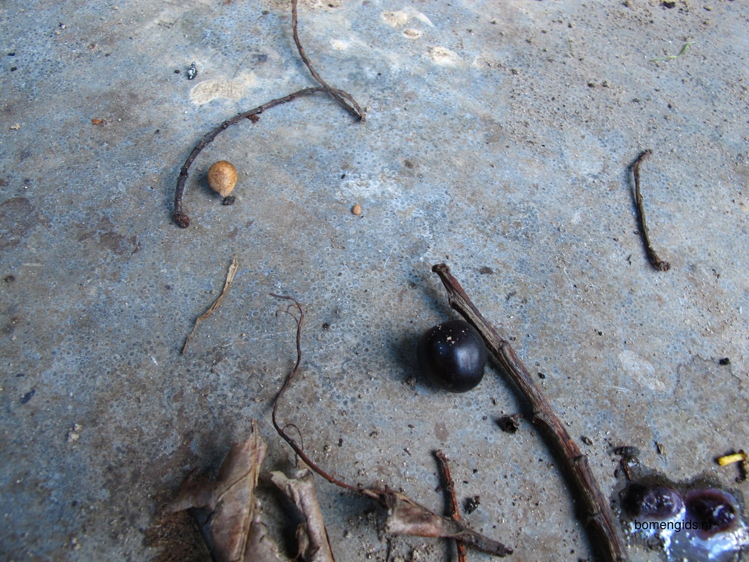 Herken de boomsoort NL: Laurierkers; Latin: Prunus laurocerasus; UK ...