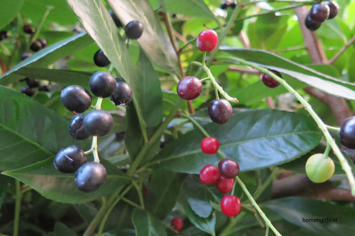 Herken de boomsoort NL: Laurierkers; Latin: Prunus laurocerasus; UK ...
