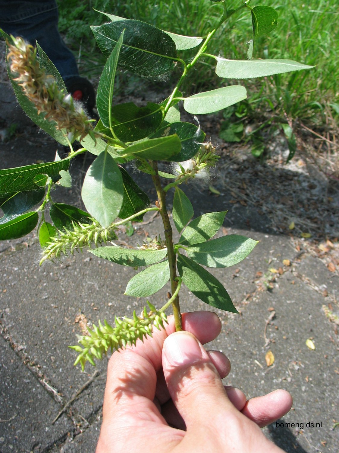 Herken de boomsoort NL: Laurierwilg; Latin: Salix pentandra; UK: Laurel ...