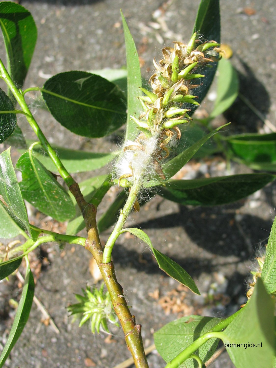 Herken de boomsoort NL: Laurierwilg; Latin: Salix pentandra; UK: Laurel ...