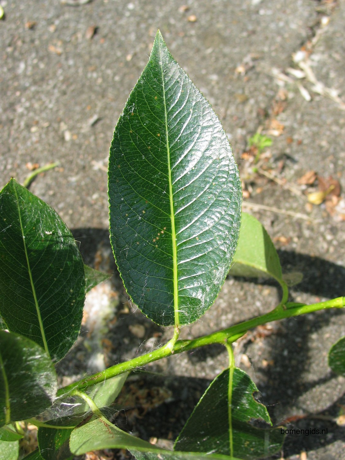 Herken de boomsoort NL: Laurierwilg; Latin: Salix pentandra; UK: Laurel ...