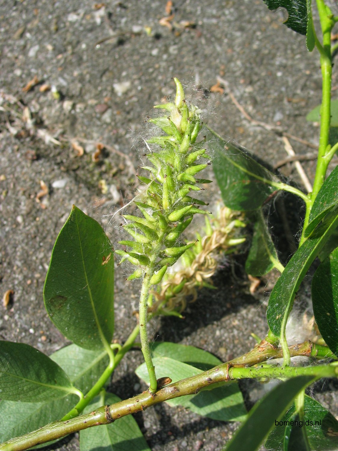 Herken de boomsoort NL: Laurierwilg; Latin: Salix pentandra; UK: Laurel ...