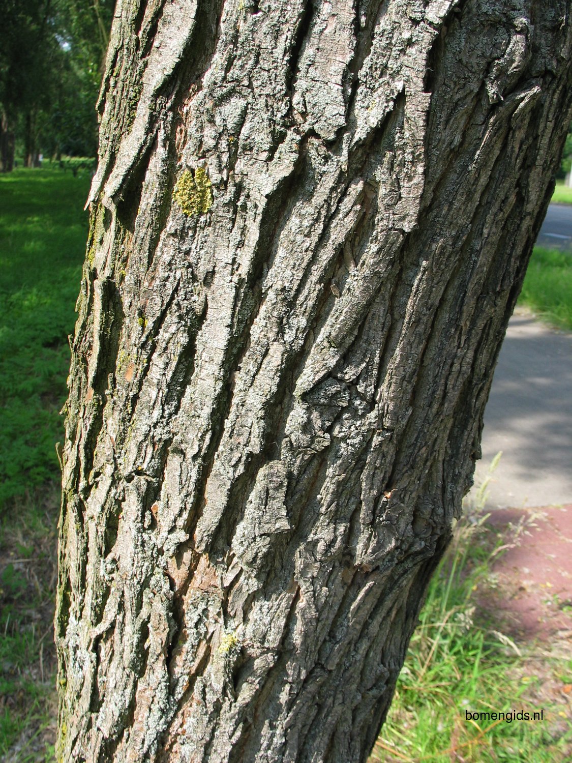 Herken de boomsoort NL: Laurierwilg; Latin: Salix pentandra; UK: Laurel ...