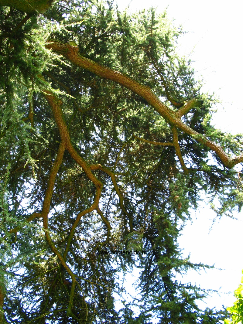 Herken de boomsoort NL: Libanon ceder; Latin: Cedrus libani; UK: Cedar ...