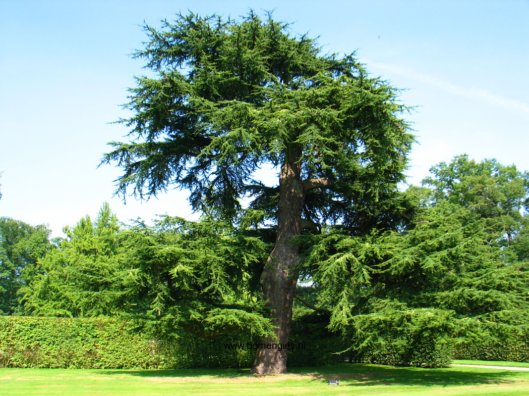 Herken de boomsoort NL: Libanon ceder; Latin: Cedrus libani; UK: Cedar ...
