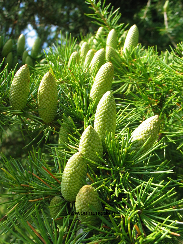 Herken de boomsoort NL: Libanon ceder; Latin: Cedrus libani; UK: Cedar ...