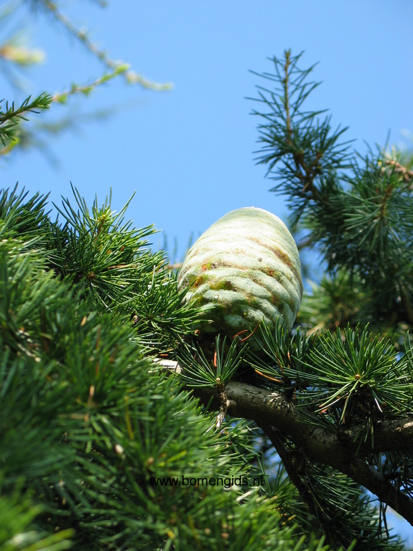 Herken de boomsoort NL: Libanon ceder; Latin: Cedrus libani; UK: Cedar ...