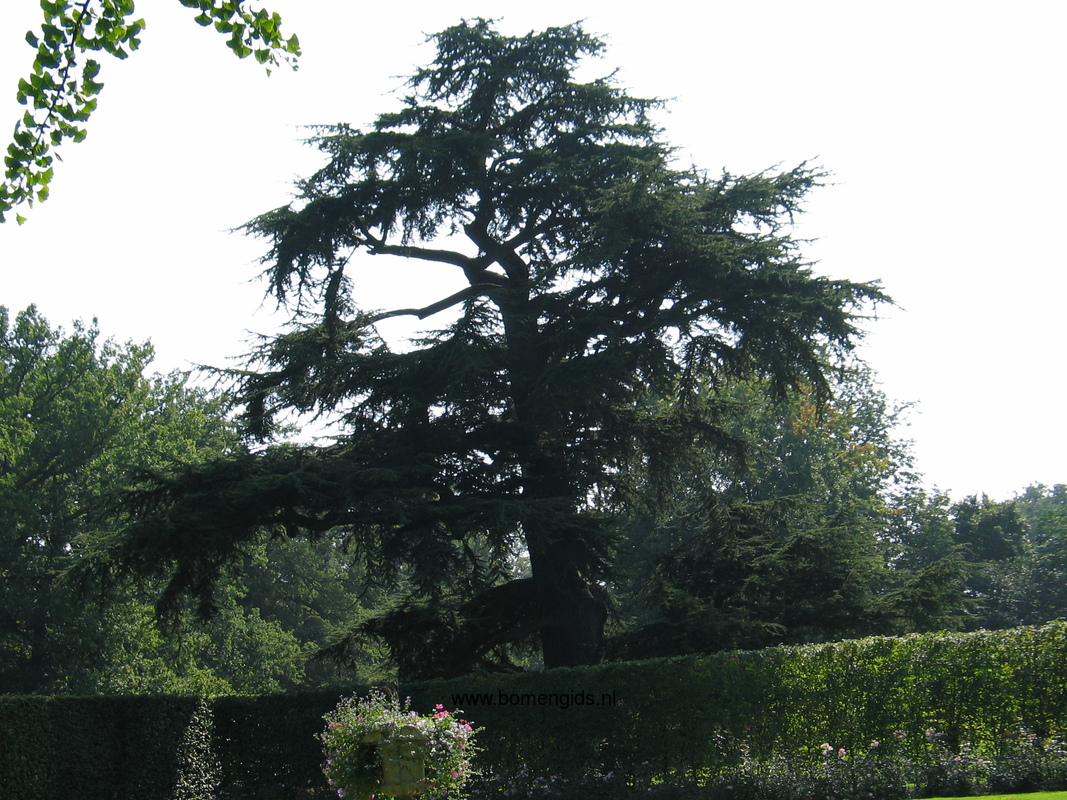 Herken de boomsoort NL: Libanon ceder; Latin: Cedrus libani; UK: Cedar ...