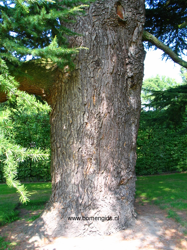 Herken de boomsoort NL: Libanon ceder; Latin: Cedrus libani; UK: Cedar ...