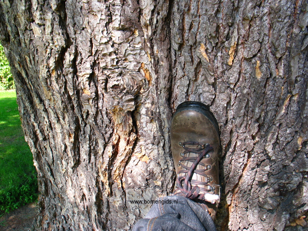 Herken de boomsoort NL: Libanon ceder; Latin: Cedrus libani; UK: Cedar ...
