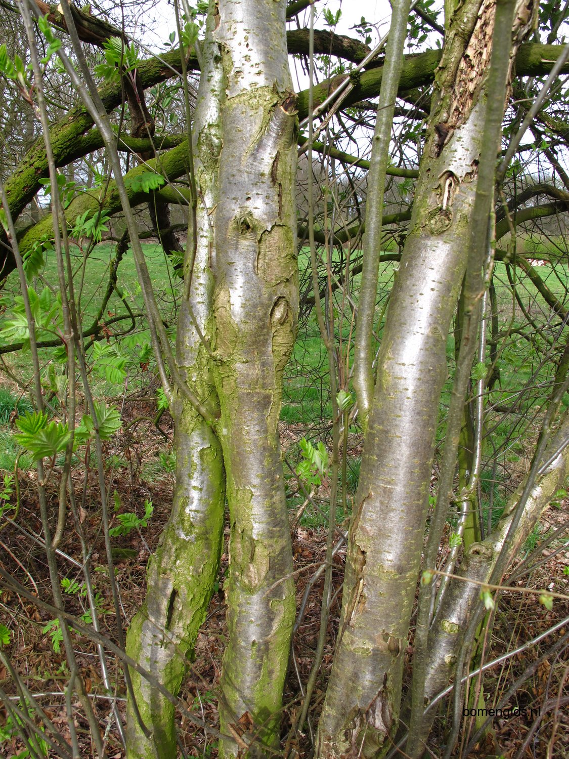 Boomsoorten die horen bij bosstruiken