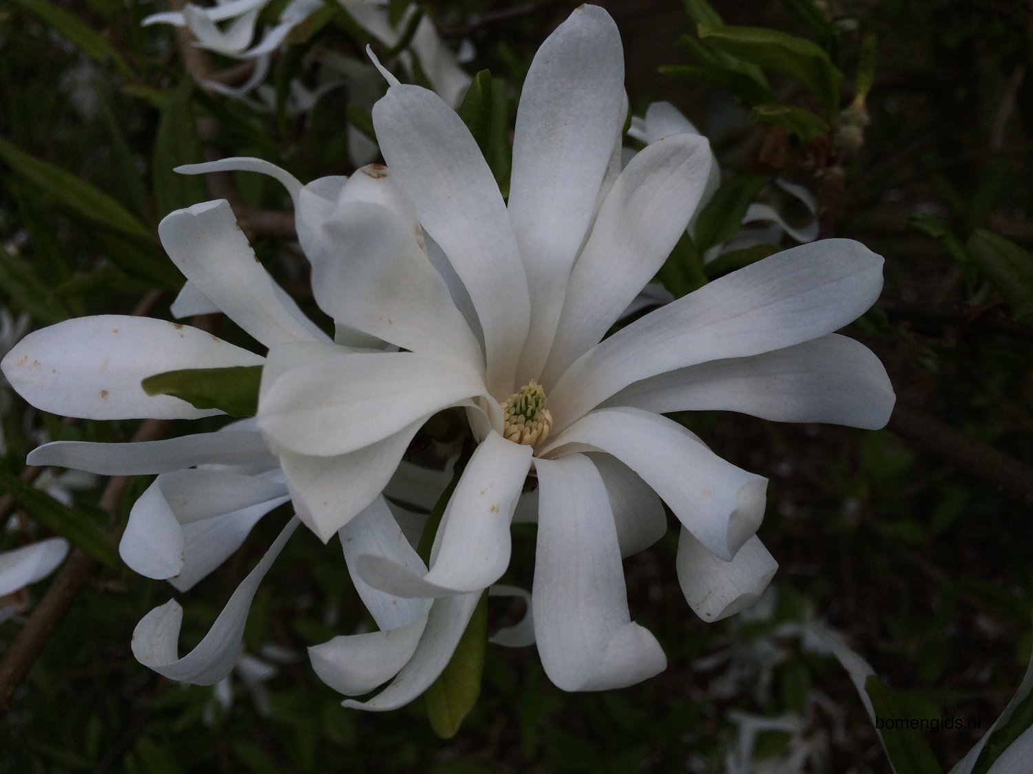 Herken de boomsoort NL: Magnolia stellata; Latin: Magnolia stellata; UK ...